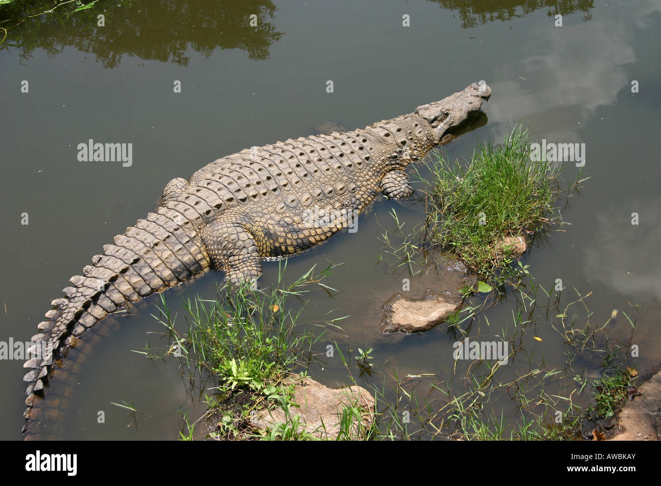 Very large Crocodile in the water with mouth open Stock Photo - Alamy
