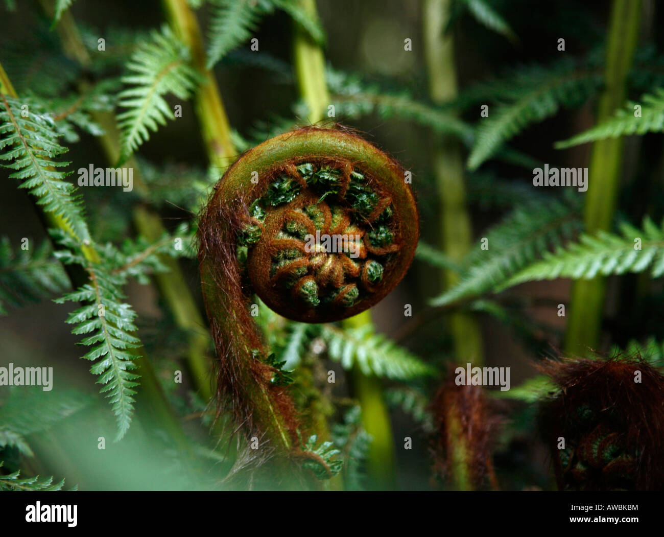 Rib fern hi-res stock photography and images - Alamy