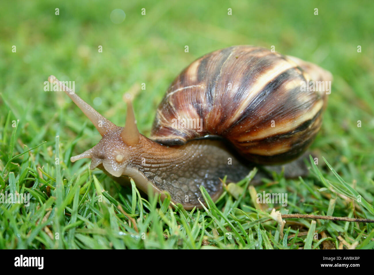 Tentaclesantennae hi-res stock photography and images - Alamy