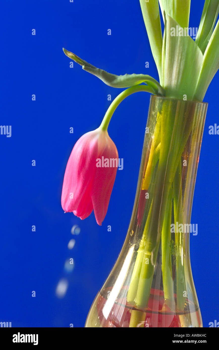 Water droplets dripping from a beautiful flower Stock Photo - Alamy