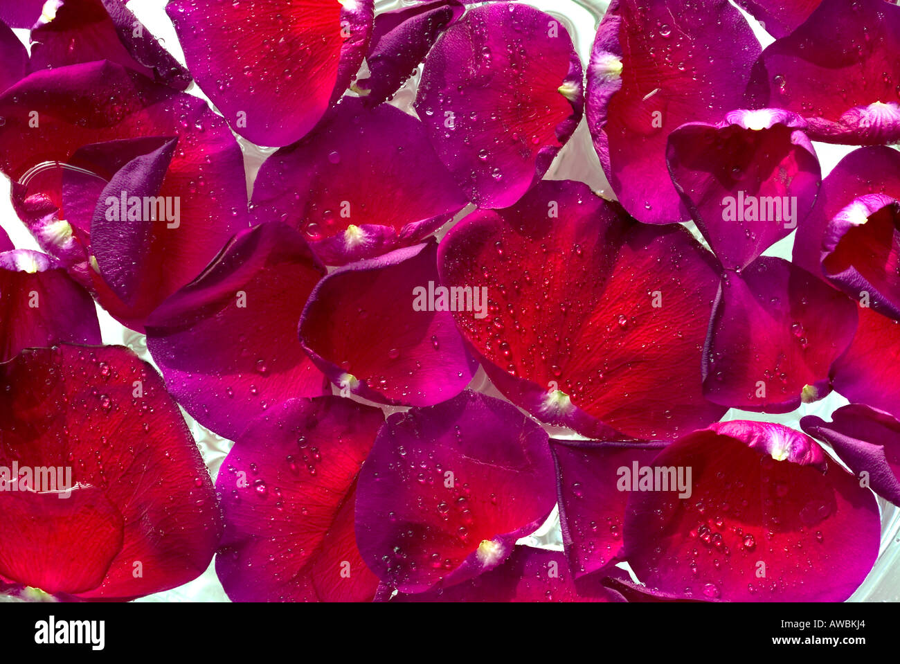 Soft moist flower petals hi-res stock photography and images - Alamy