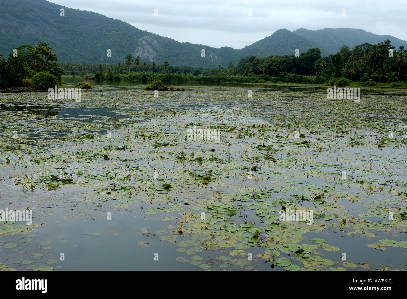 WATER LILIES AND PONDS, THATTEKAD BIRD SANCTUARY, ERNAKULAM DIST Stock ...