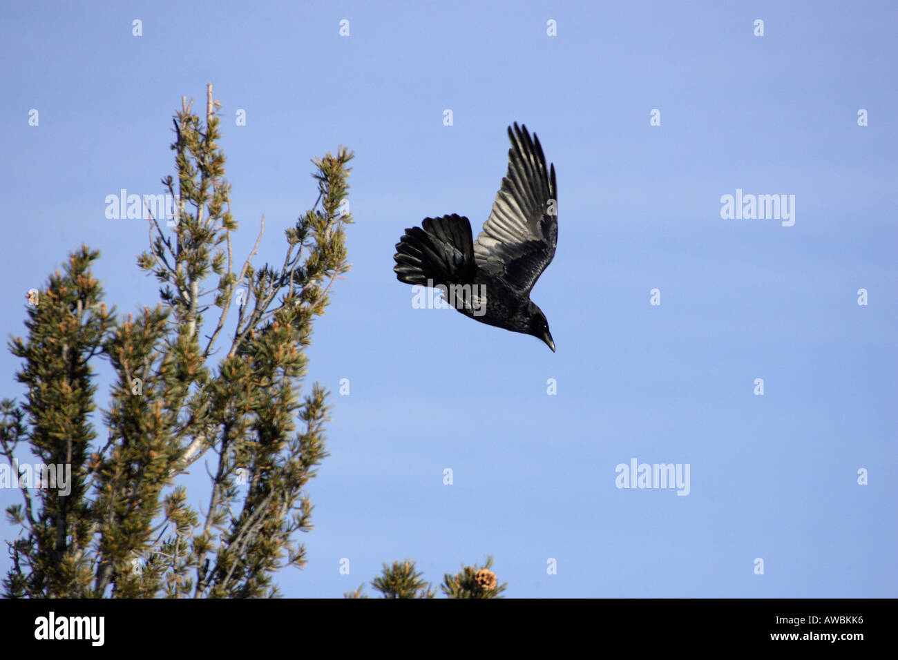 Raven flying from tree in hi-res stock photography and images - Alamy