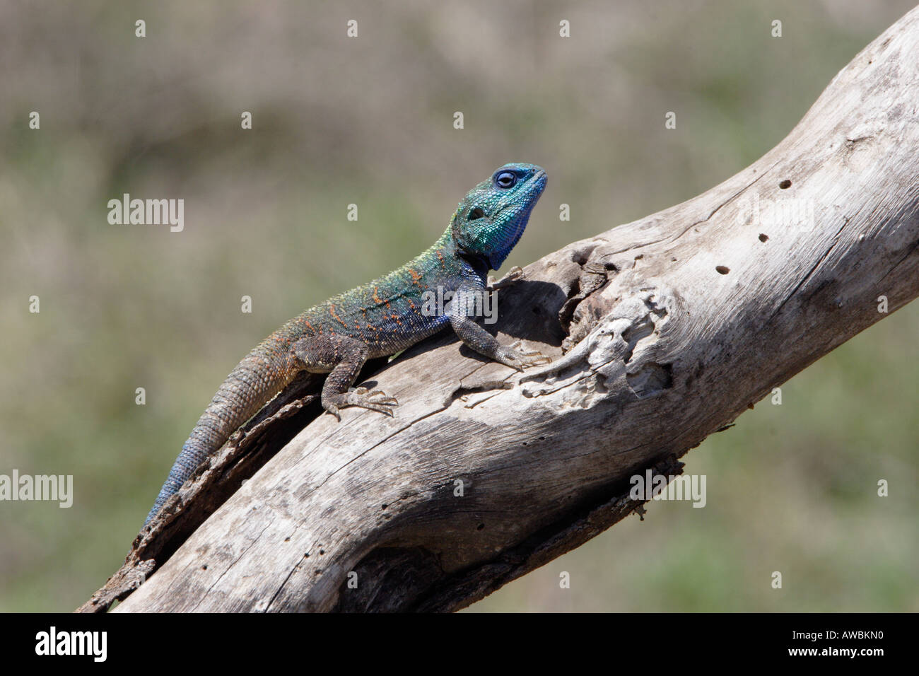 Agama lizard in tanzania hi-res stock photography and images - Alamy