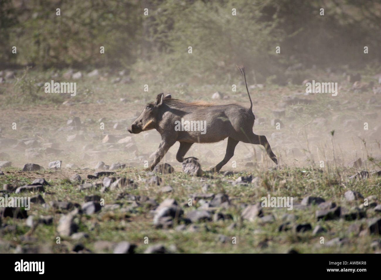 Warthog running hi-res stock photography and images - Alamy
