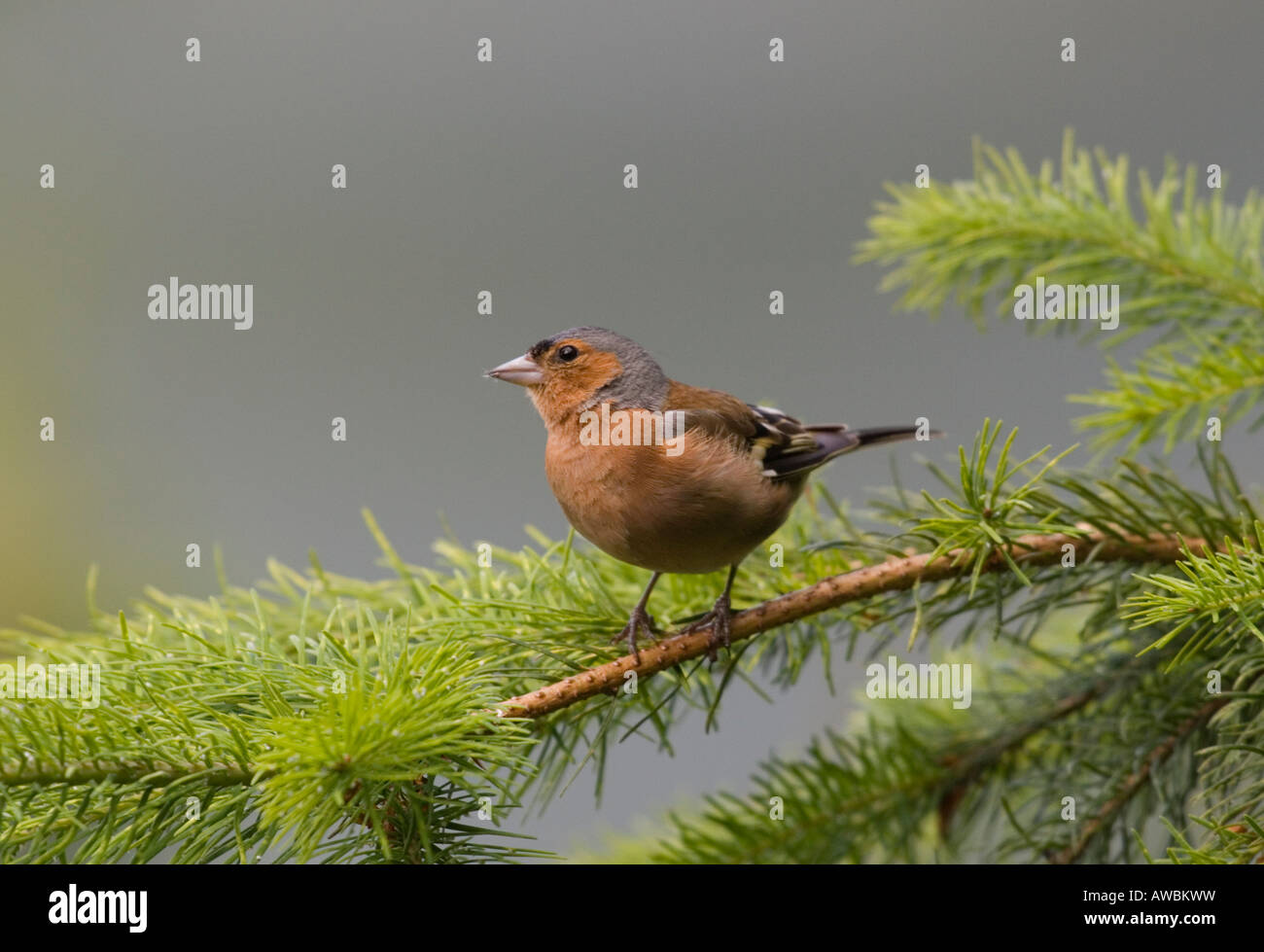 Male Chaffinch perched on branch of Pine tree in a British woodland ...