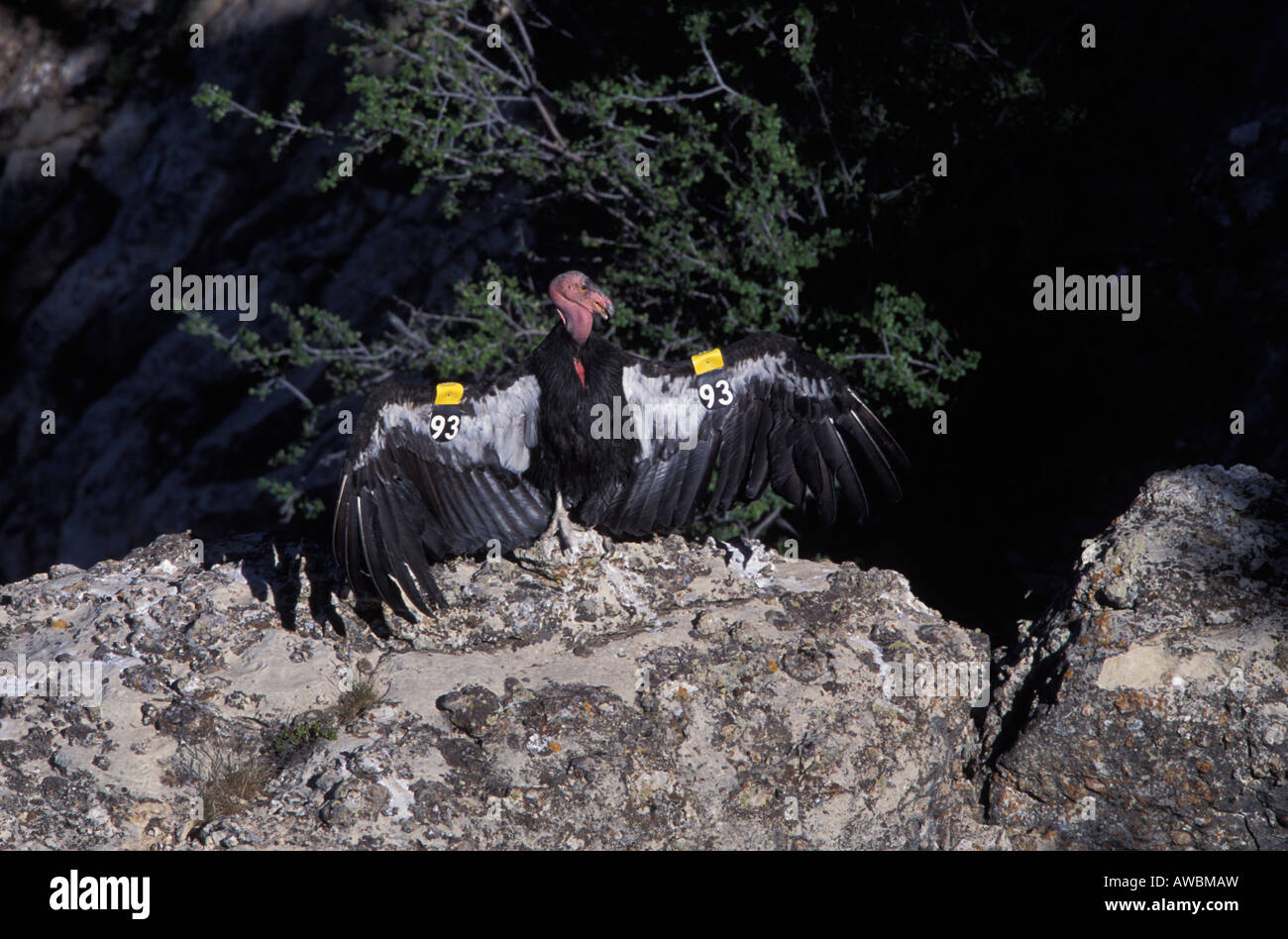 California Condor 193 ,Gymnogyps californianus, sunning Stock Photo - Alamy