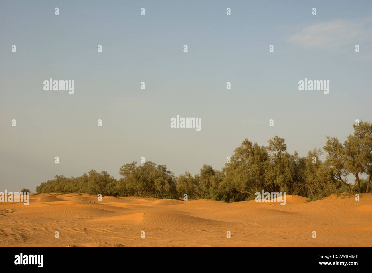 View of the Ksar Ghilane oasis from the Sahara desert in south Tunisia ...