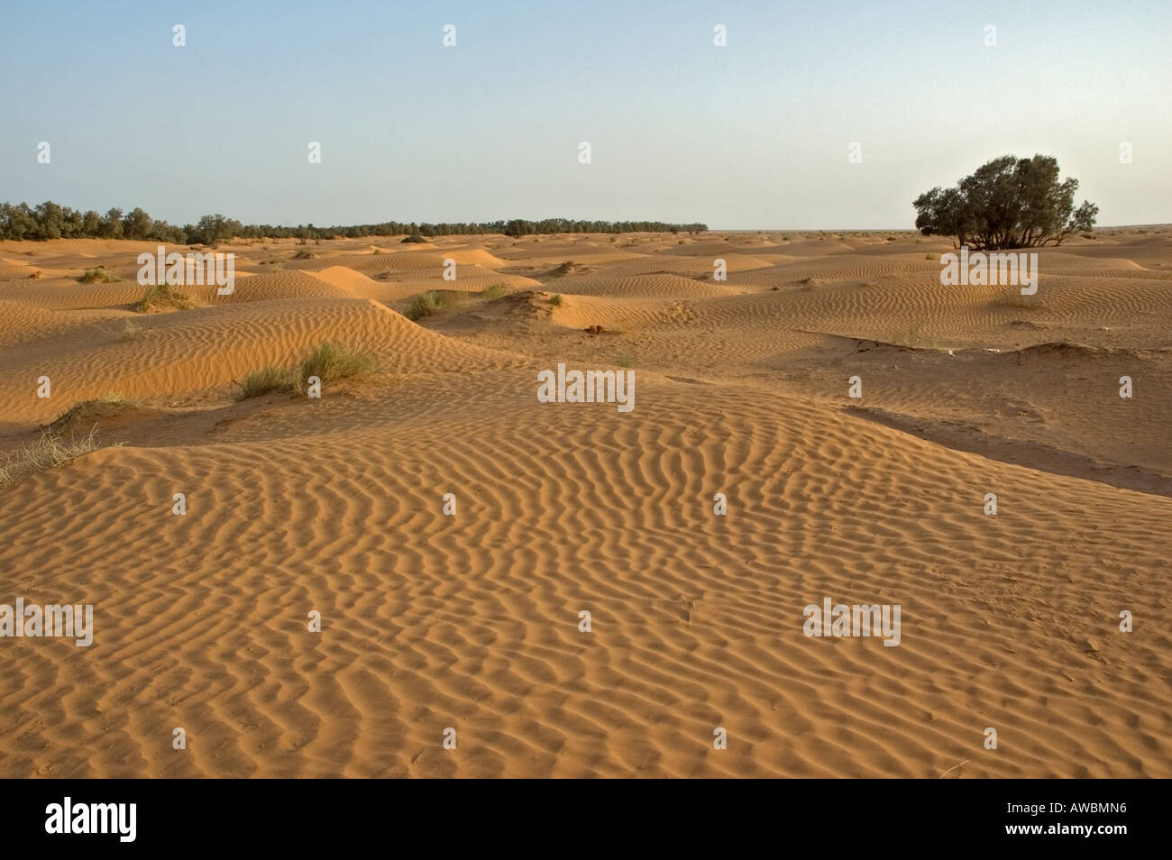 Sahara Desert Definition