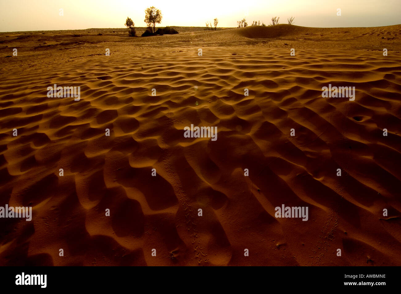 Africa libya vegetation in desert hi-res stock photography and images ...