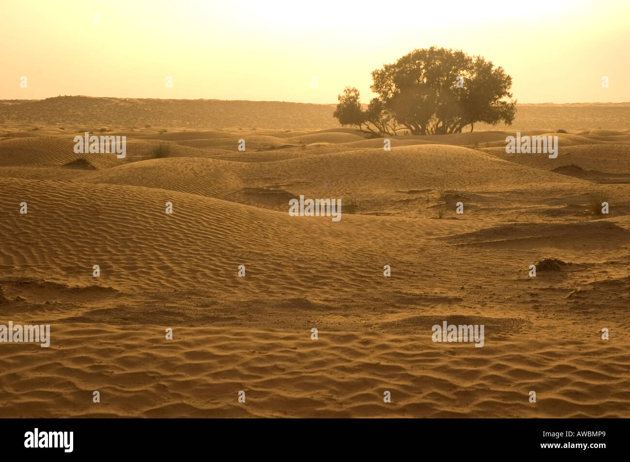 A lonely tree in a desertic landscape, photo taken in Sahara desert. Is ...