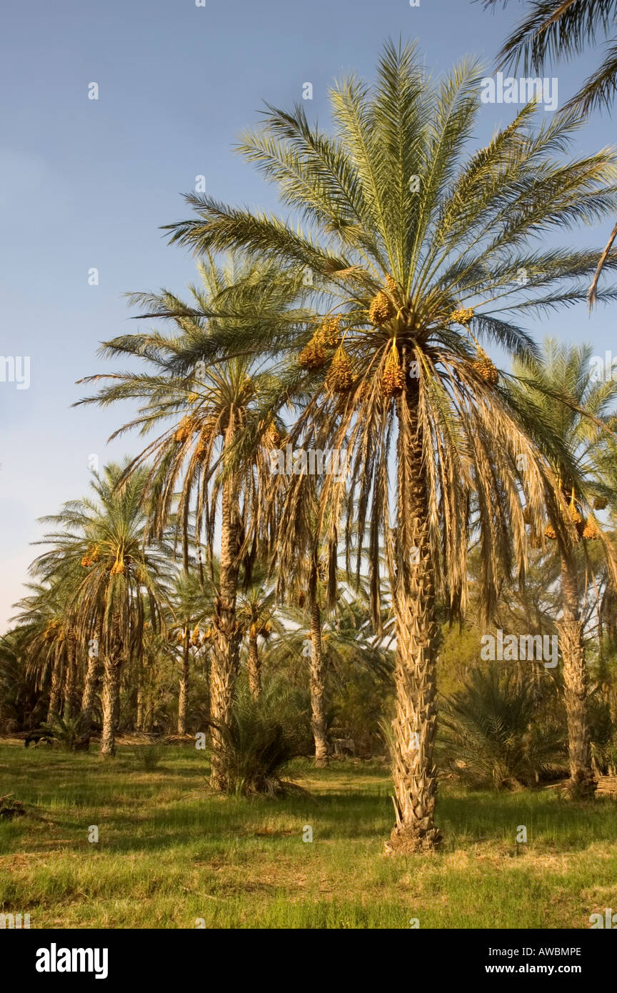 Palm Trees In The Sahara