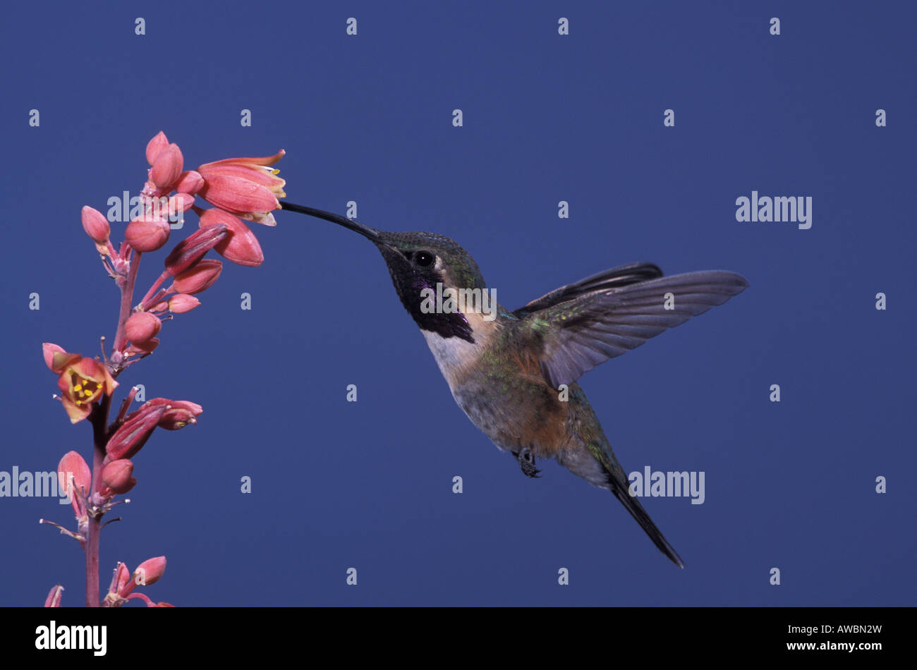 Lucifer Hummingbird male, Calothorax lucifer, feeding at red yucca ...