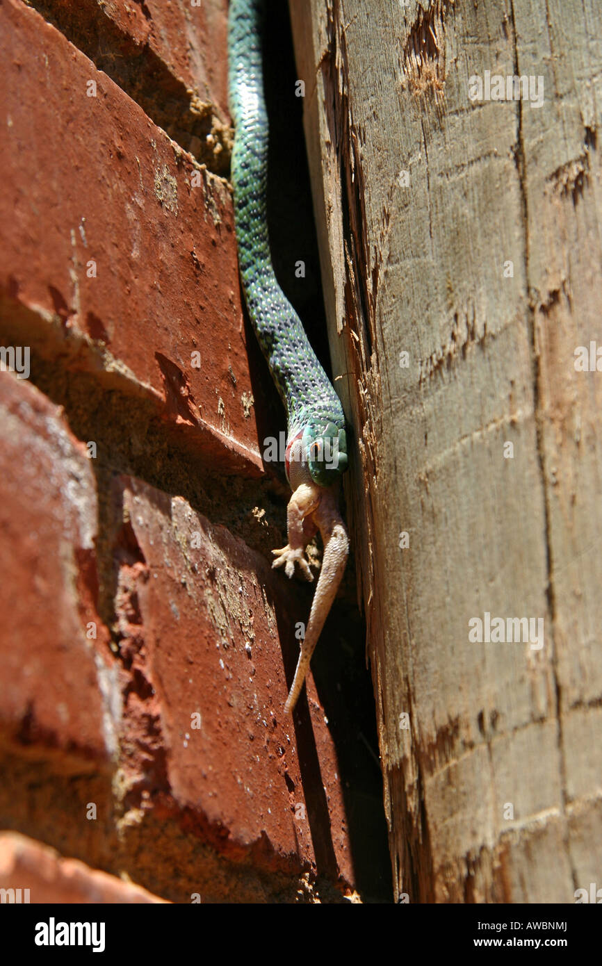 Tree snake gecko hi-res stock photography and images - Alamy