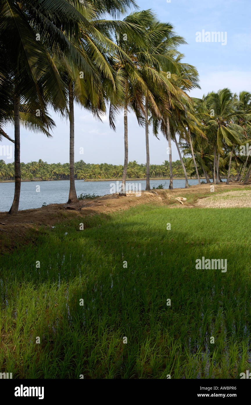 BACKWATERS OF KASARAGOD DISTRICT WITH PADDY FIELDS Stock Photo - Alamy