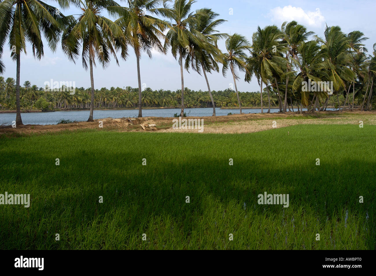 BACKWATERS OF KASARAGOD DISTRICT WITH PADDY FIELDS Stock Photo - Alamy