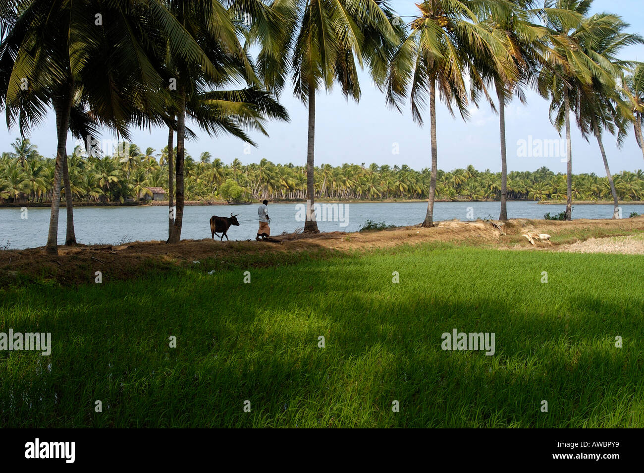 BACKWATERS OF KASARAGOD DISTRICT WITH PADDY FIELDS Stock Photo - Alamy