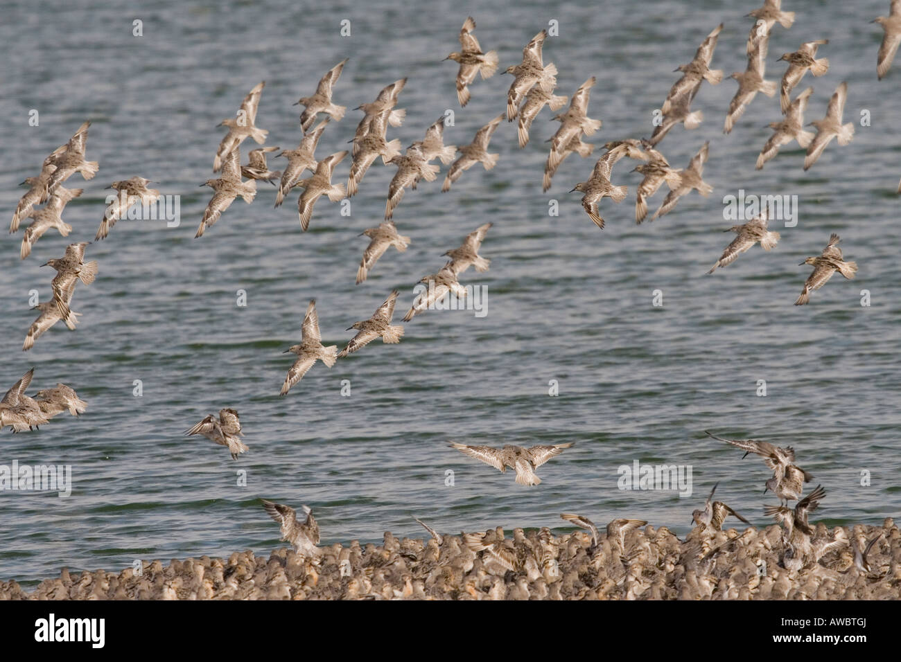 flock of Knot flying in to roost at high tide Stock Photo - Alamy