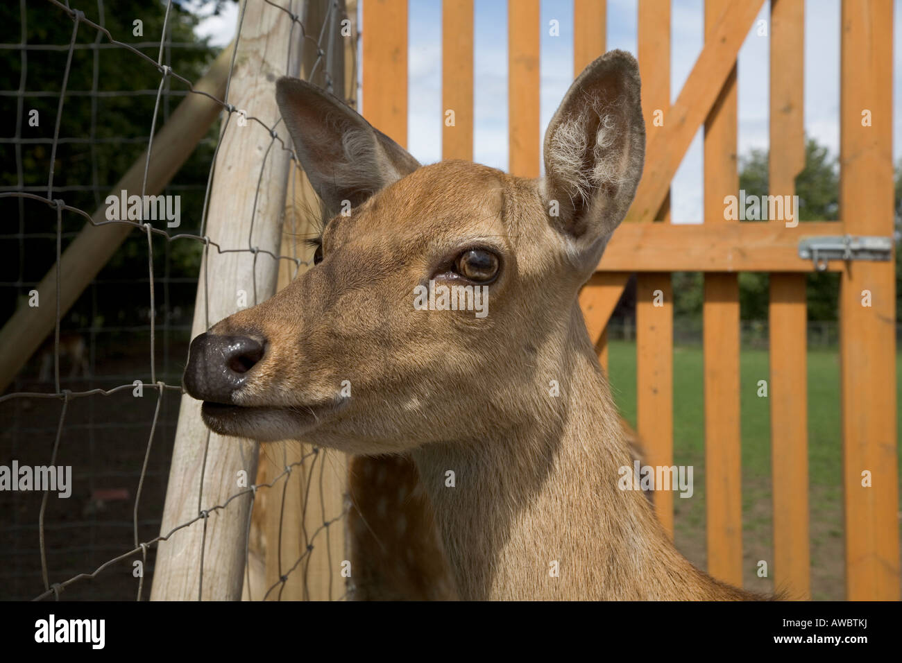 Mole Hall wildlife park and butterfly pavillion, Widdington, Saffron ...