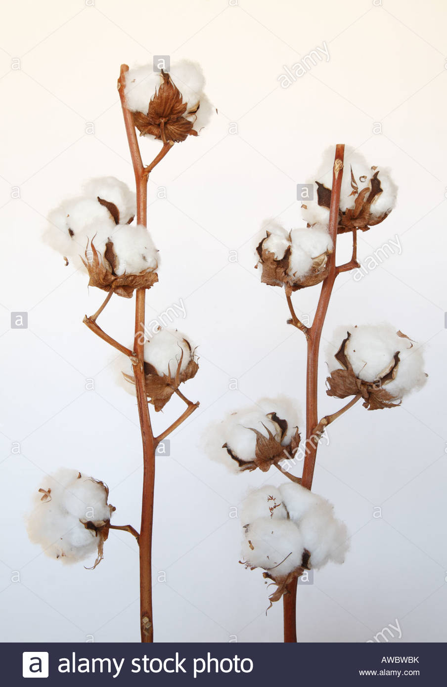 Cotton Pods High Resolution Stock Photography and Images - Alamy