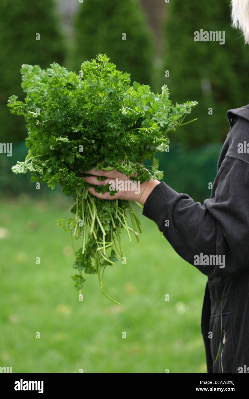 Bundle of fresh green parsley vegetable in the garden homegrown growth ...