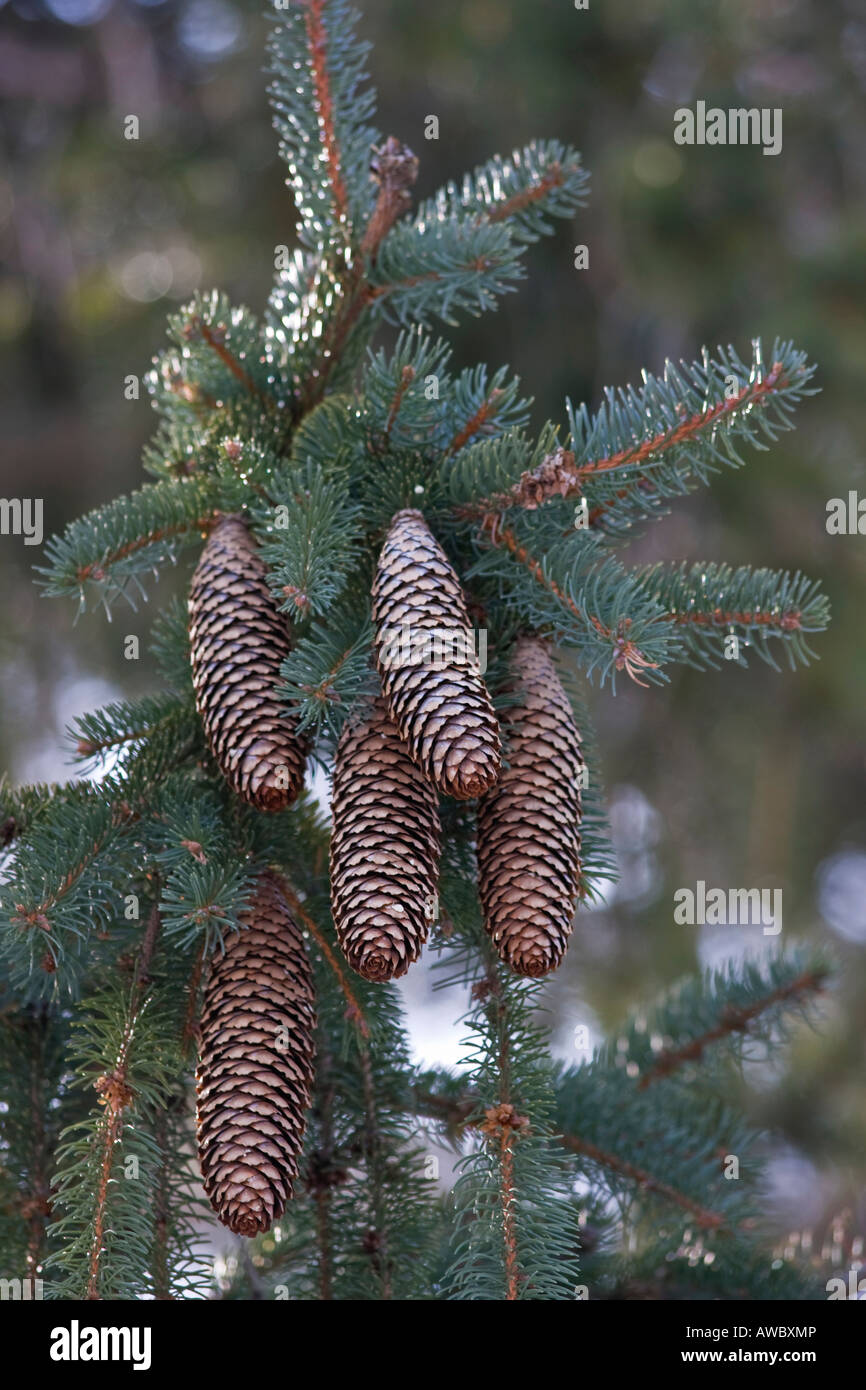Shade tree hi hi-res stock photography and images - Alamy