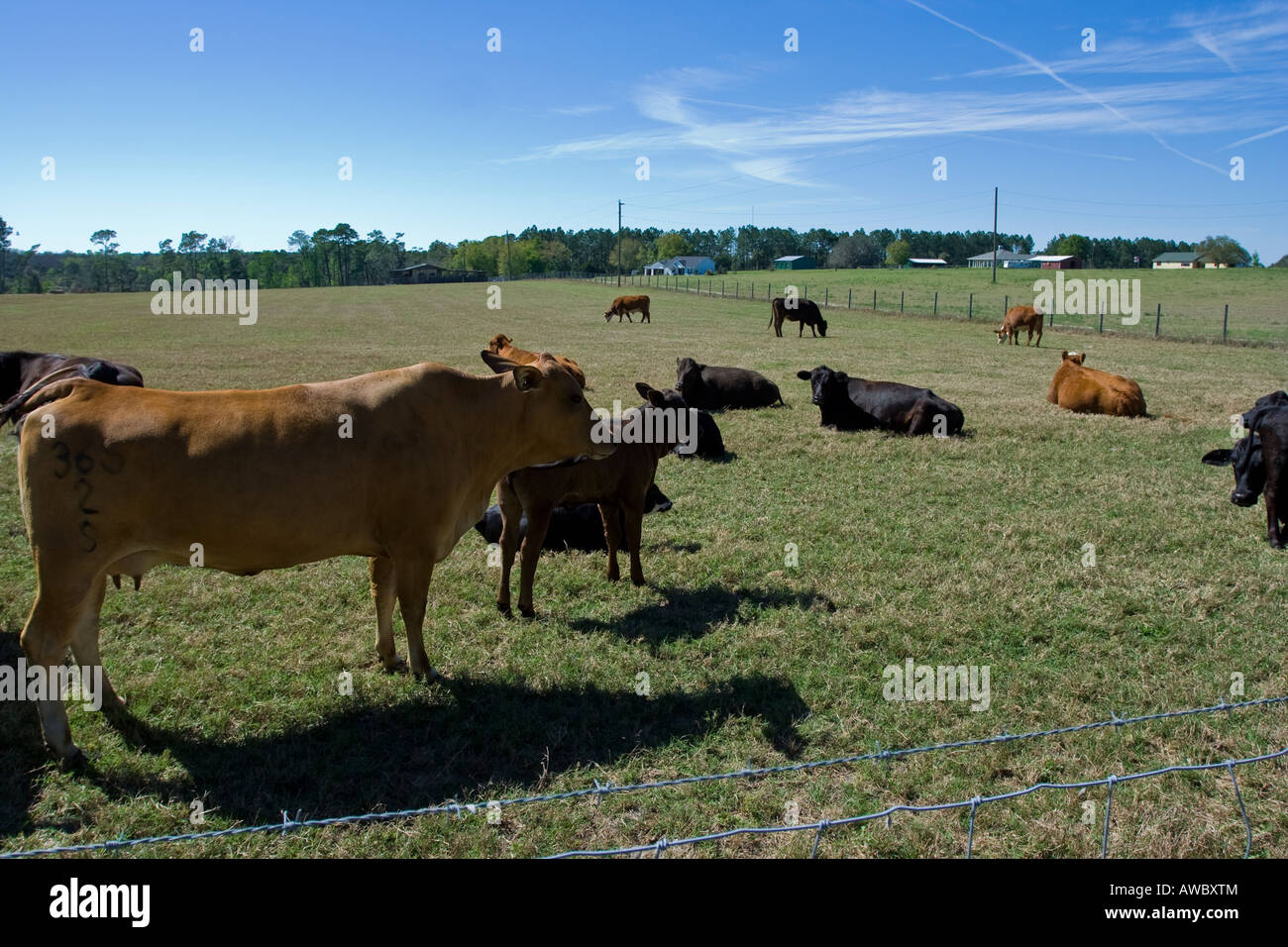 Cows in Field Stock Photo - Alamy