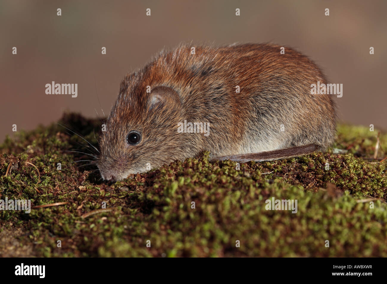 Short-tailed Vole Microtus agrestis on moss coverd rock looking alert ...