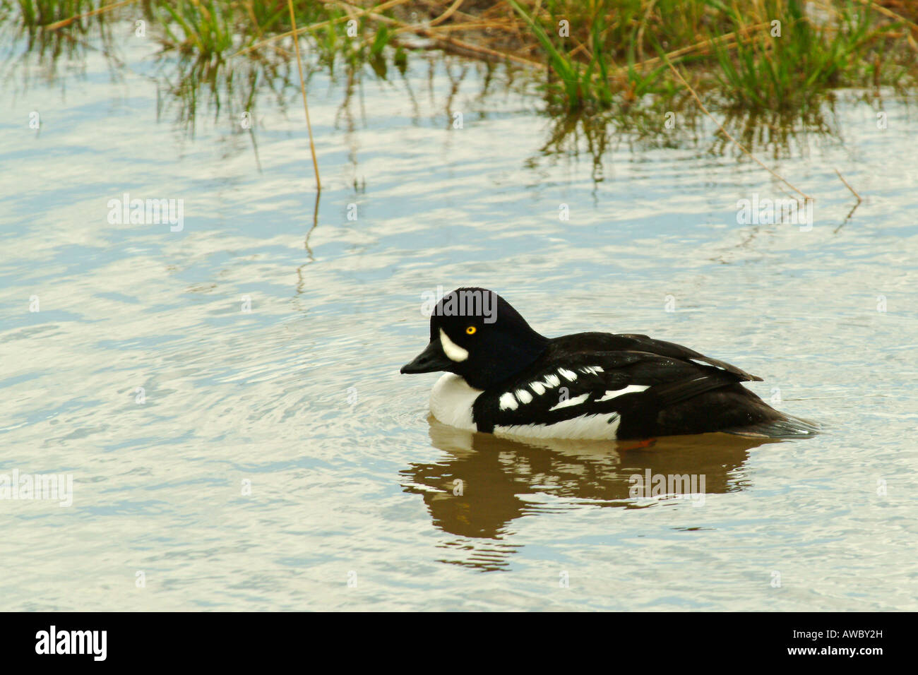 Barrow's Goldeneye Duck, Lamar River Valley, Yellowstone National Park ...