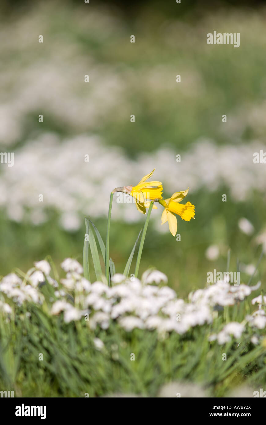 Daffodil the flower of St David's Stock Photo - Alamy
