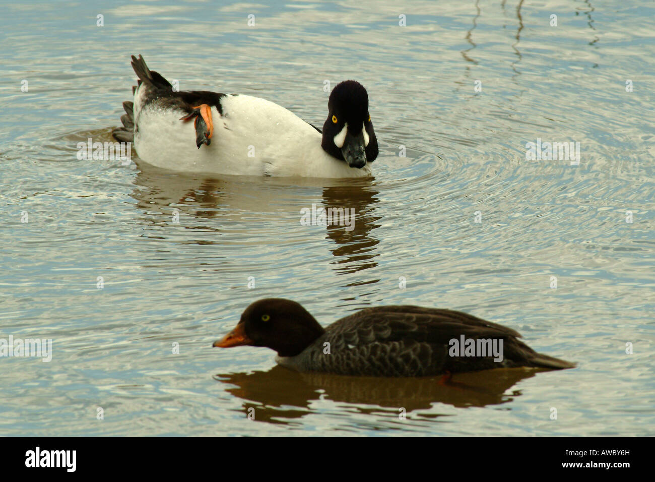 Barrow's Goldeneye Duck breeding pair, Lamar River Valley, Yellowstone ...