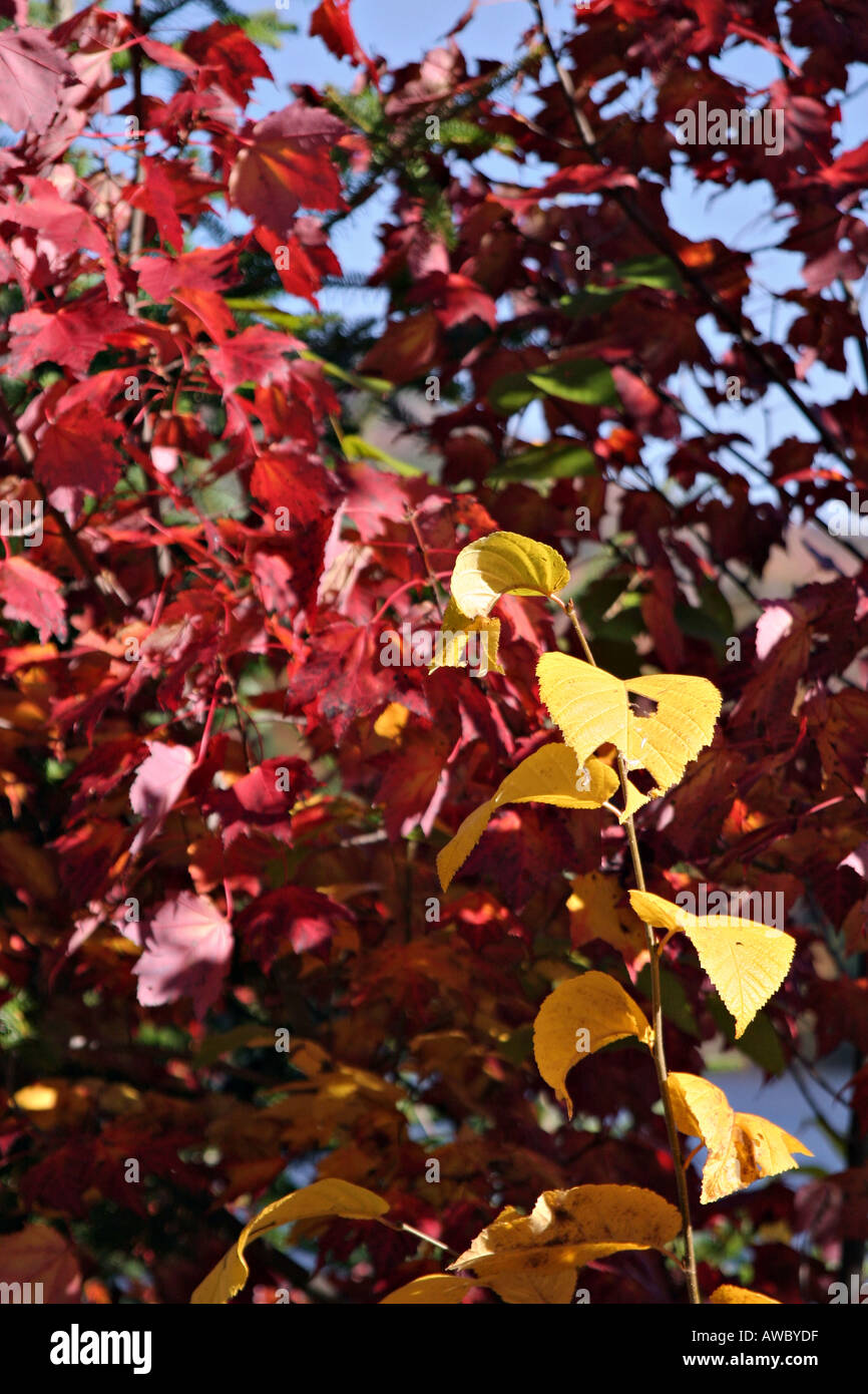 Landscape Autumn in Quebec Canada Stock Photo - Alamy