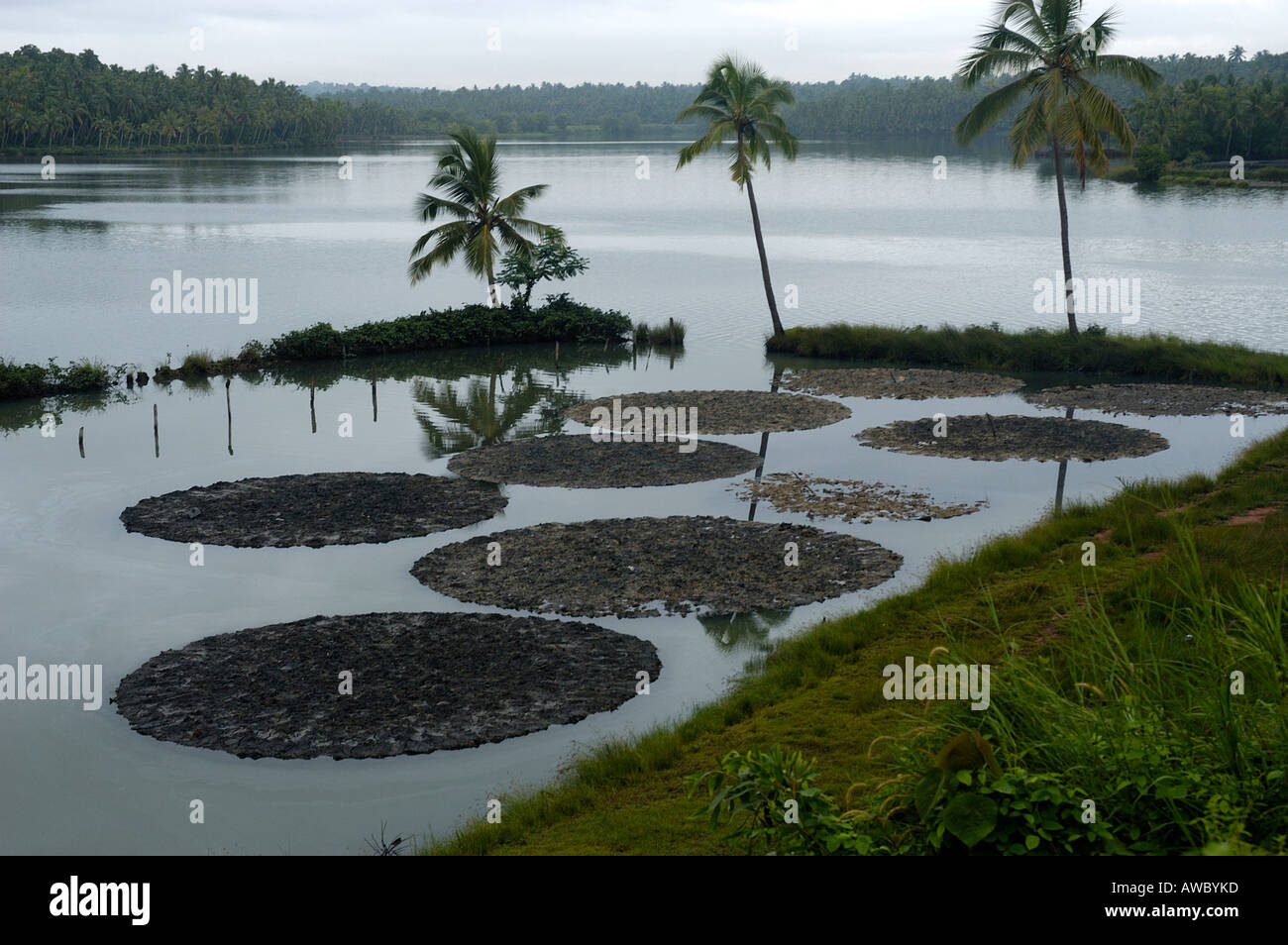 COCONUT SHELLS DUMPED IN SALINE WATER TO EXTRACT FIBRE VARKALA Stock ...