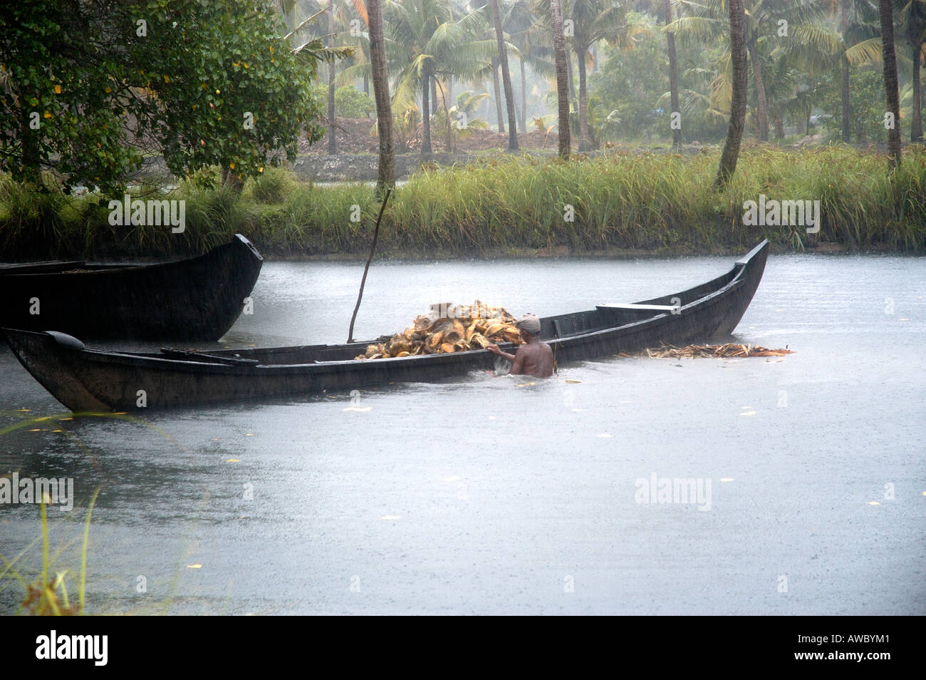 COCONUT SHELLS DUMPED IN SALINE WATER TO EXTRACT FIBRE VARKALA Stock ...