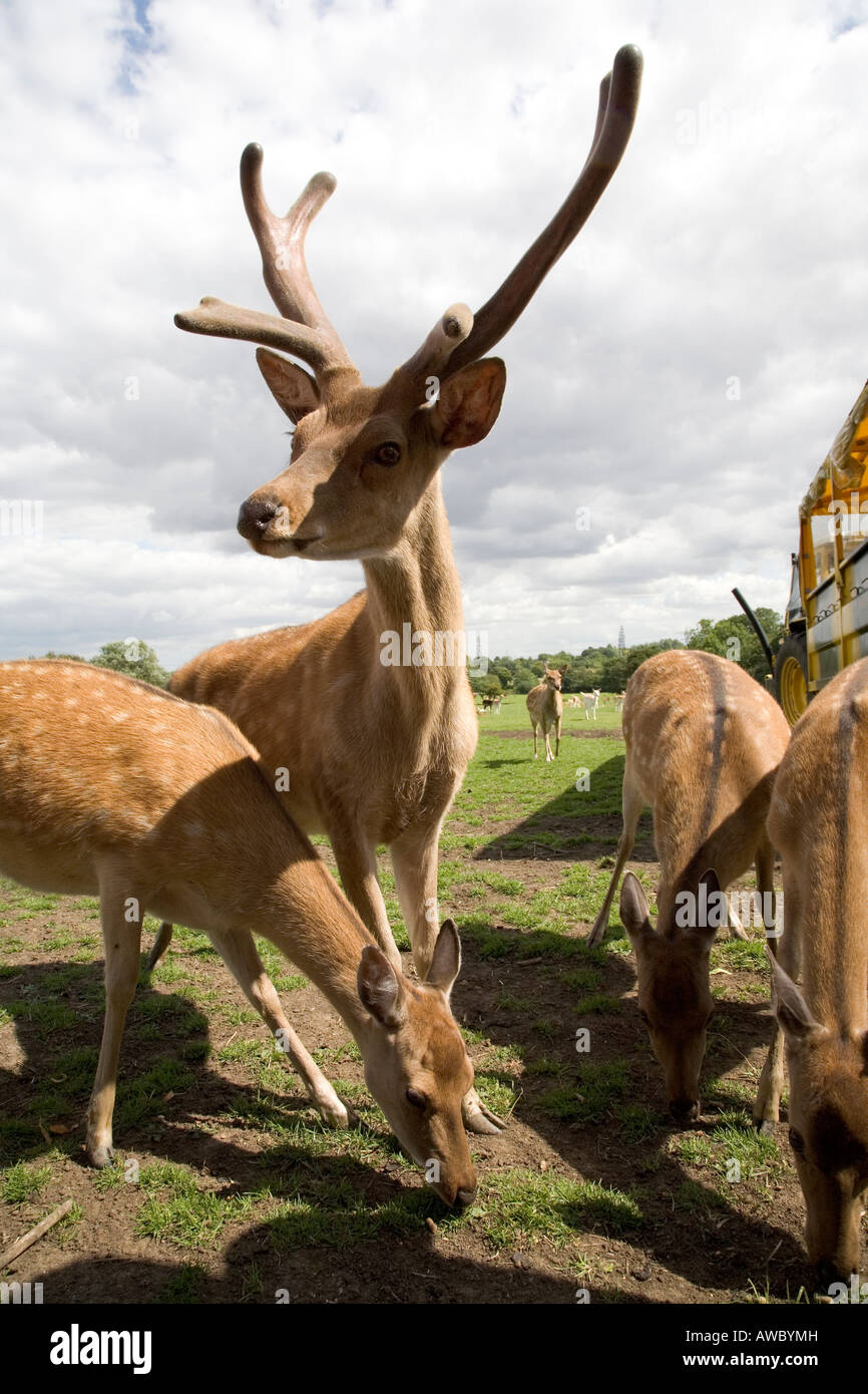 Mole Hall wildlife park and butterfly pavillion, Widdington, Saffron ...