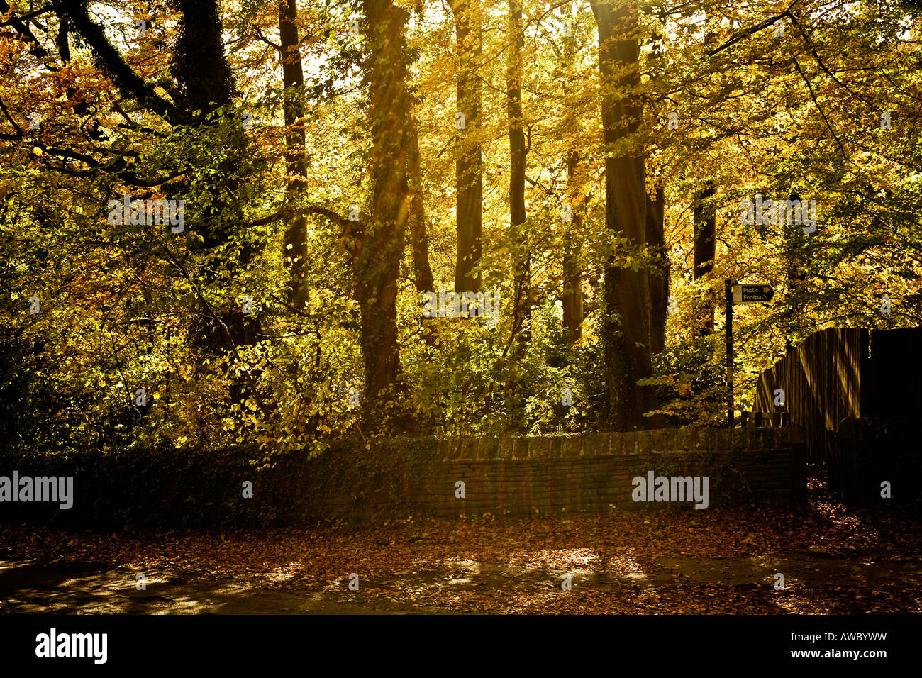 Sunlight through trees Stock Photo - Alamy