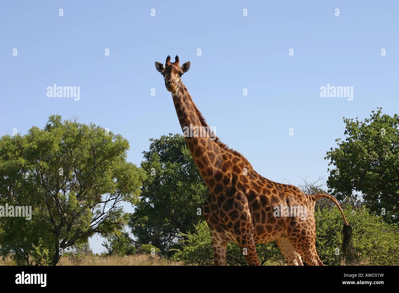 Giraffe ears hi-res stock photography and images - Alamy