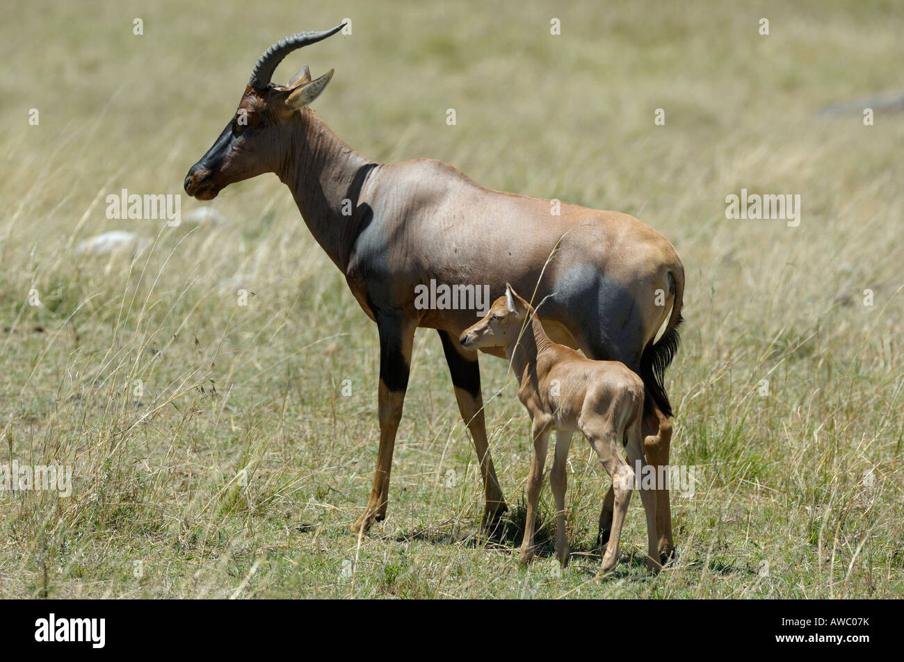 Topi with her new born calf, Masai Mara,Kenya Stock Photo - Alamy