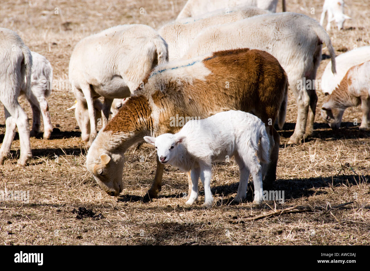 Ewes lambs in spring hi-res stock photography and images - Alamy