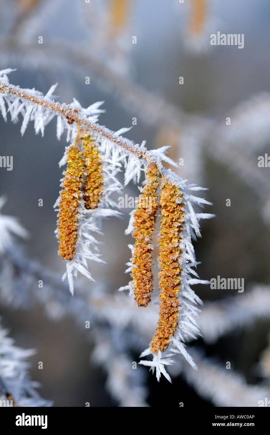 Flowering Common Hazel covered with ice crystals, Switzerland Stock ...