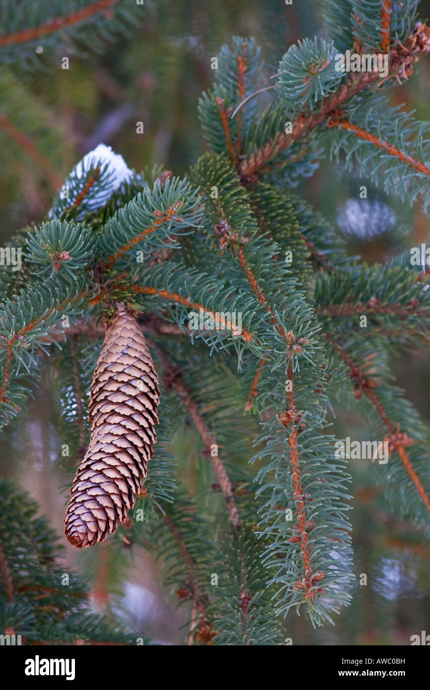 Spruce tree cones on a branch branches natural green blurred blurry ...
