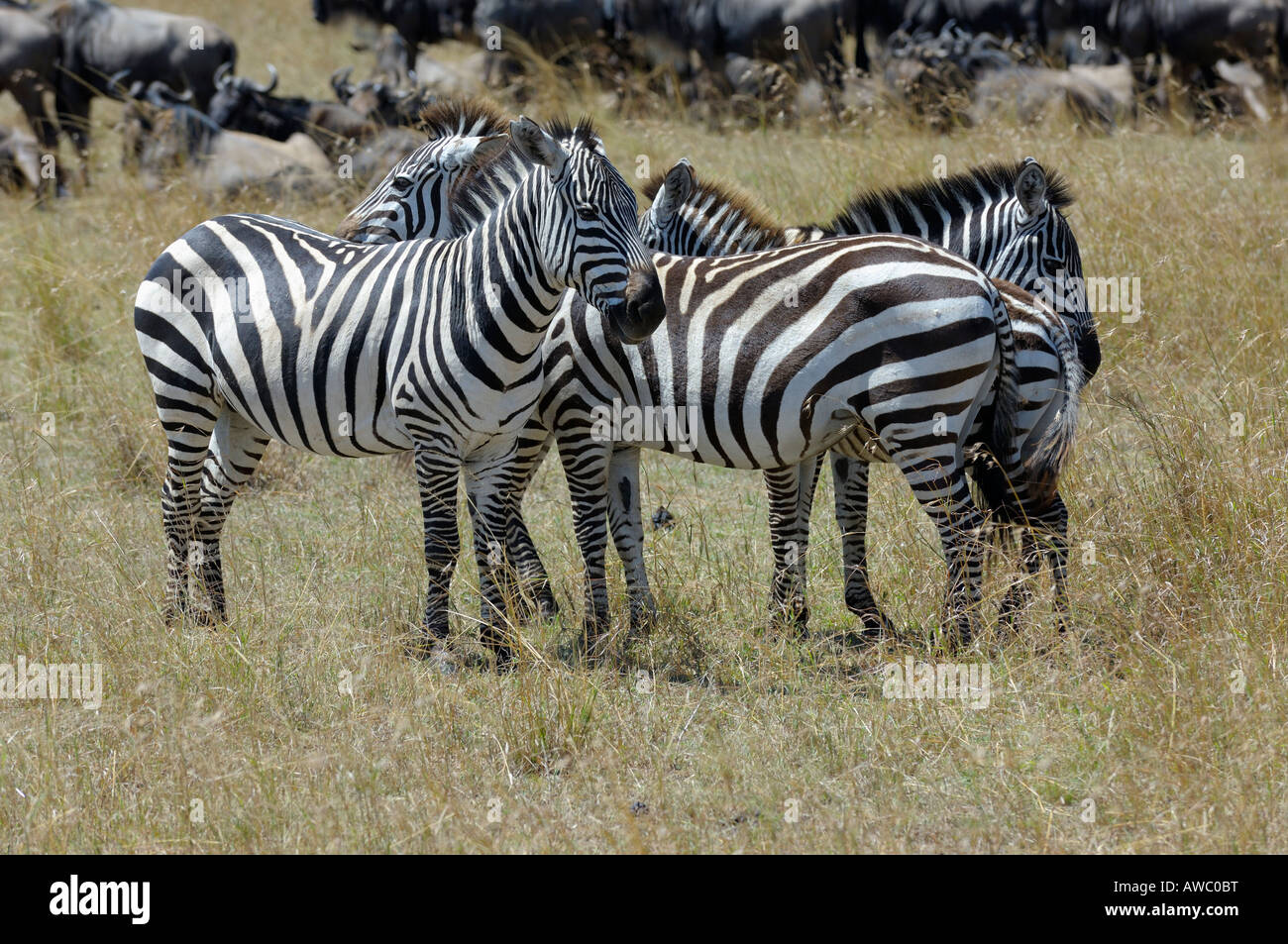Zebras at the migration time,Masai Mara,Kenya Stock Photo - Alamy