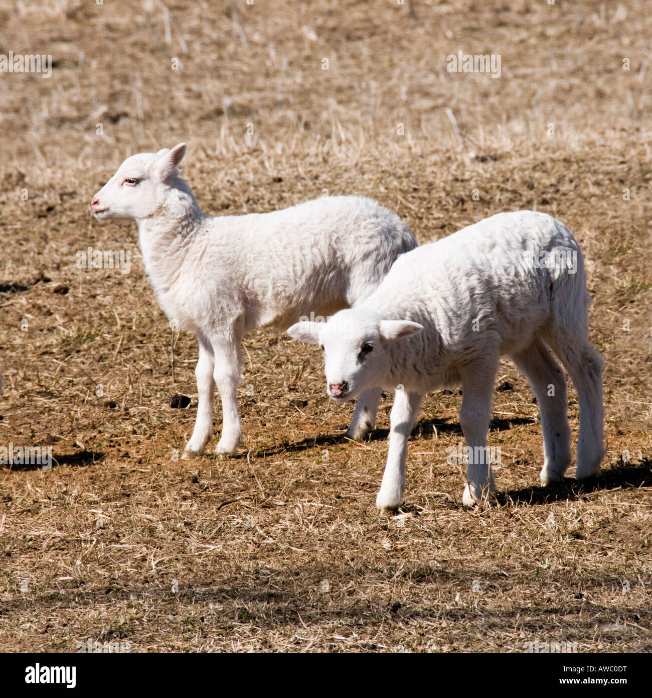 New spring lambs Stock Photo - Alamy