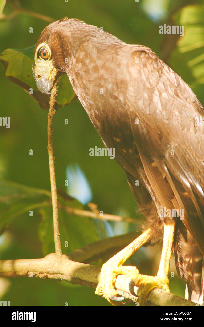 Collared Forest falcon ( Micrastur semitorquatus ) Corcovado National ...