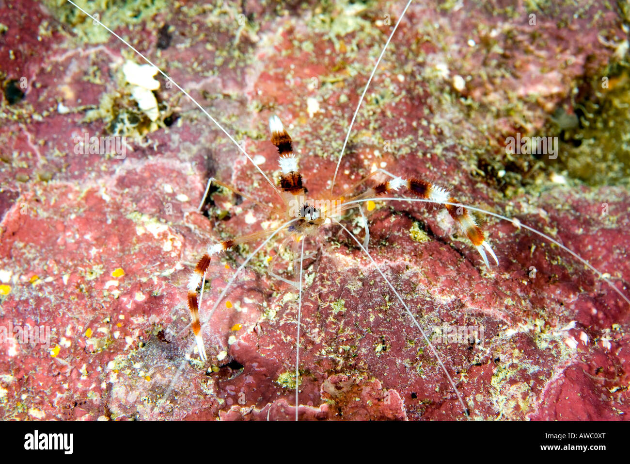 Banded coral shrimp, Stenopus hispidus underwater showing the long ...