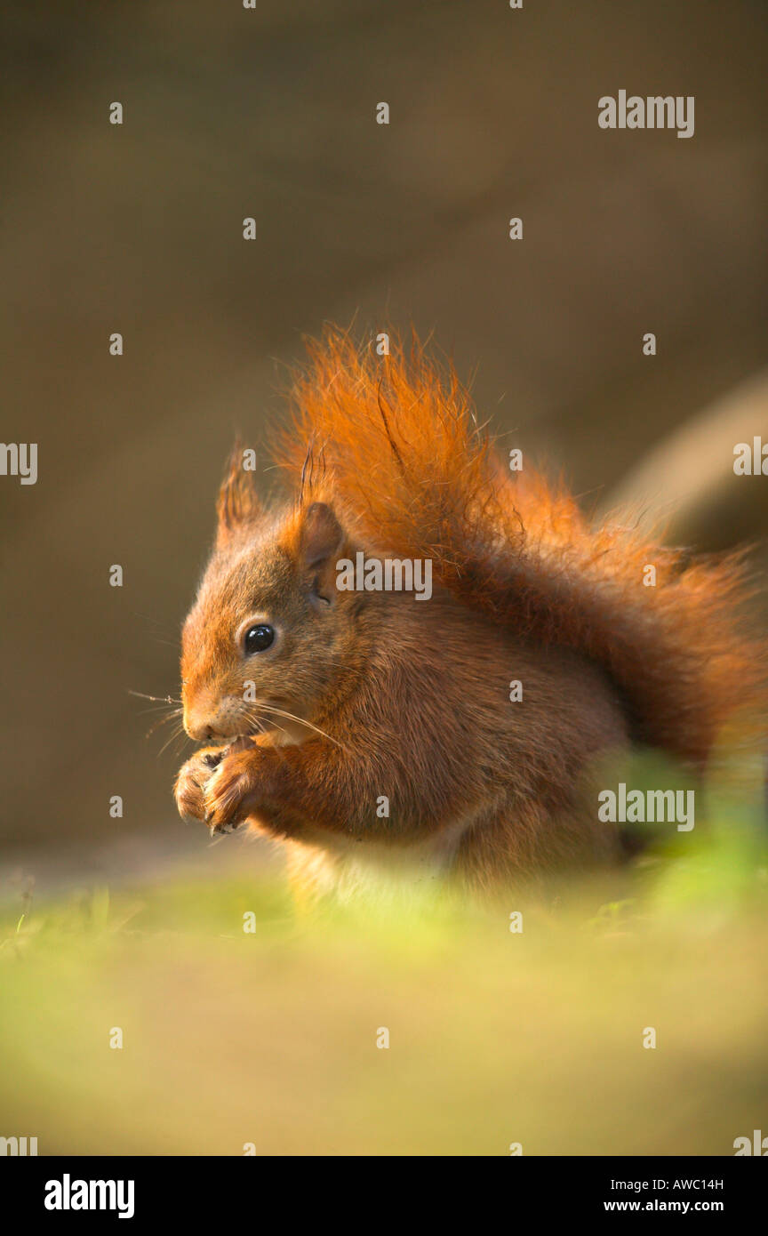 red squirrel eating Stock Photo - Alamy