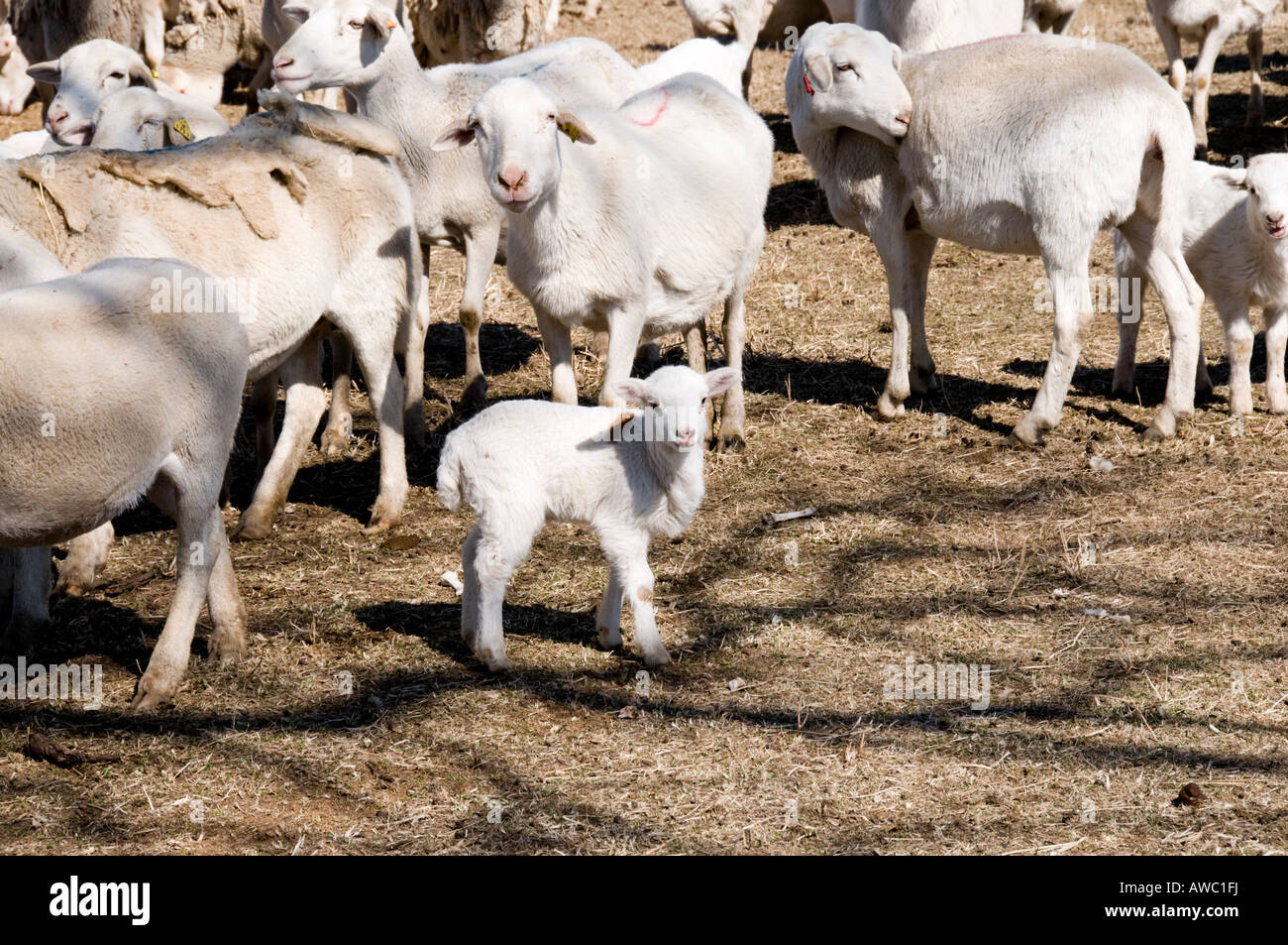 Sheep with new spring lambs in Kansas, USA Stock Photo - Alamy