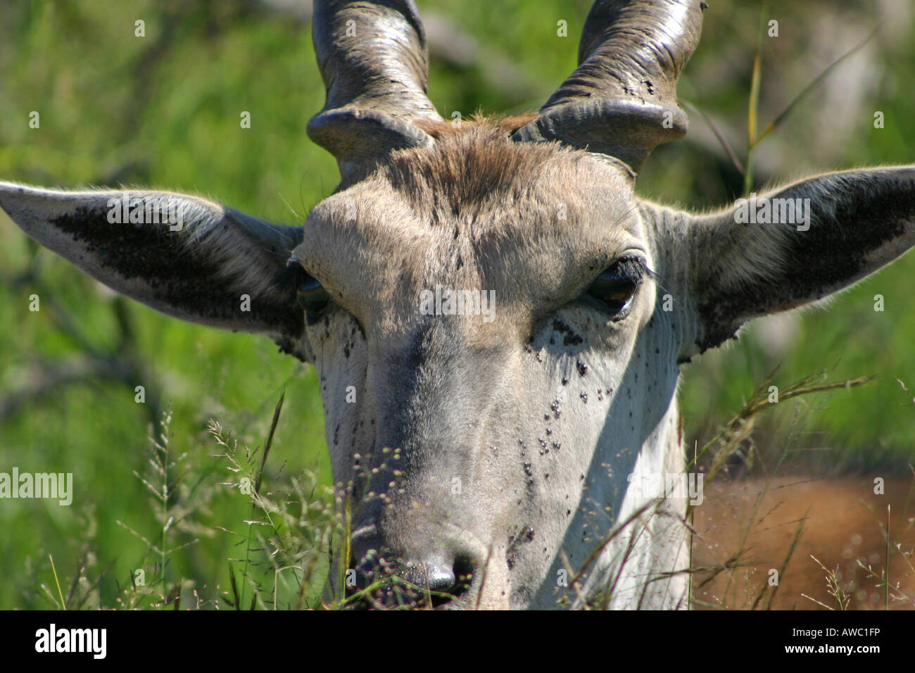 Eland close up head shot Stock Photo - Alamy