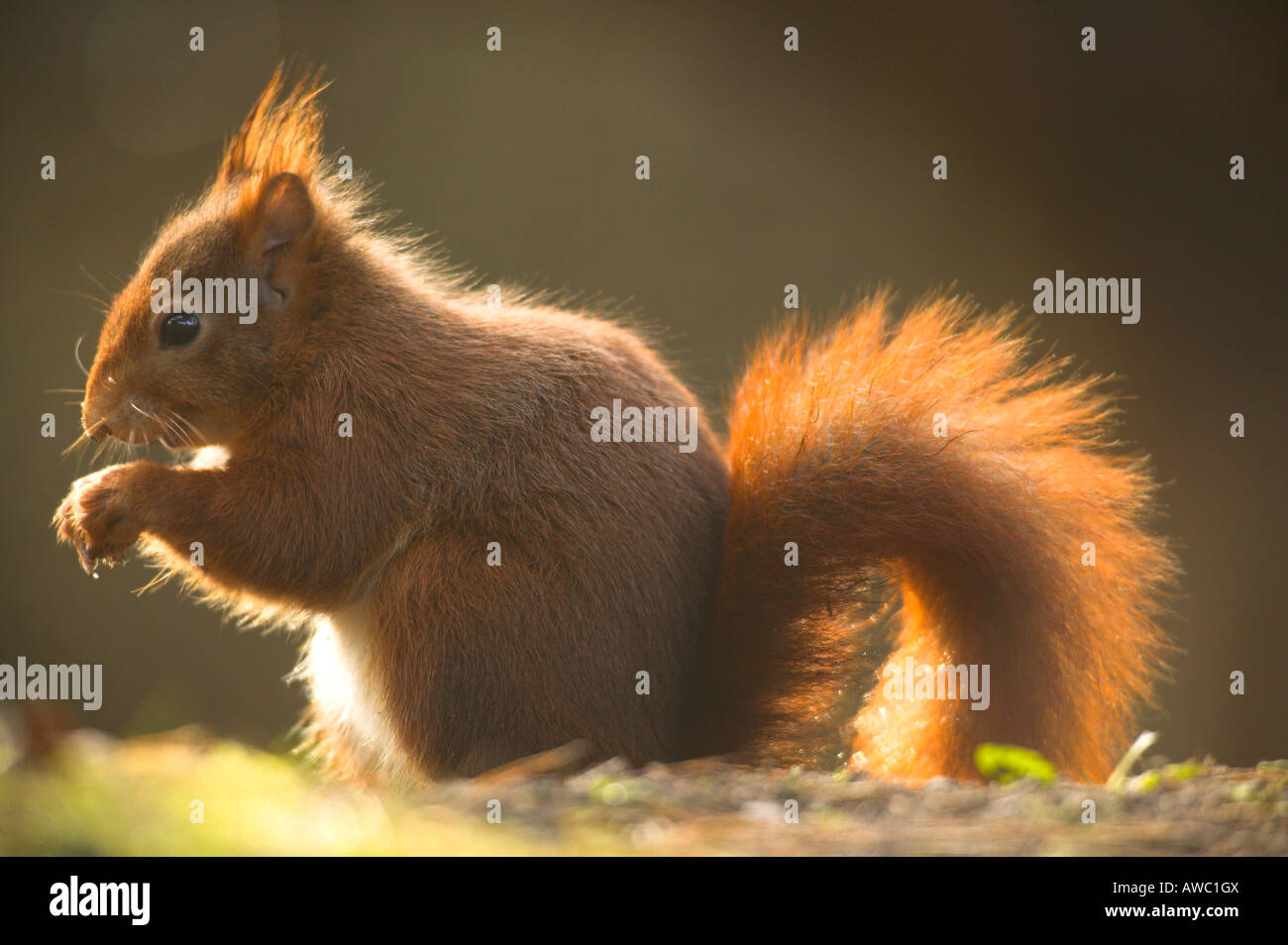 red squirrel eating nut Stock Photo - Alamy