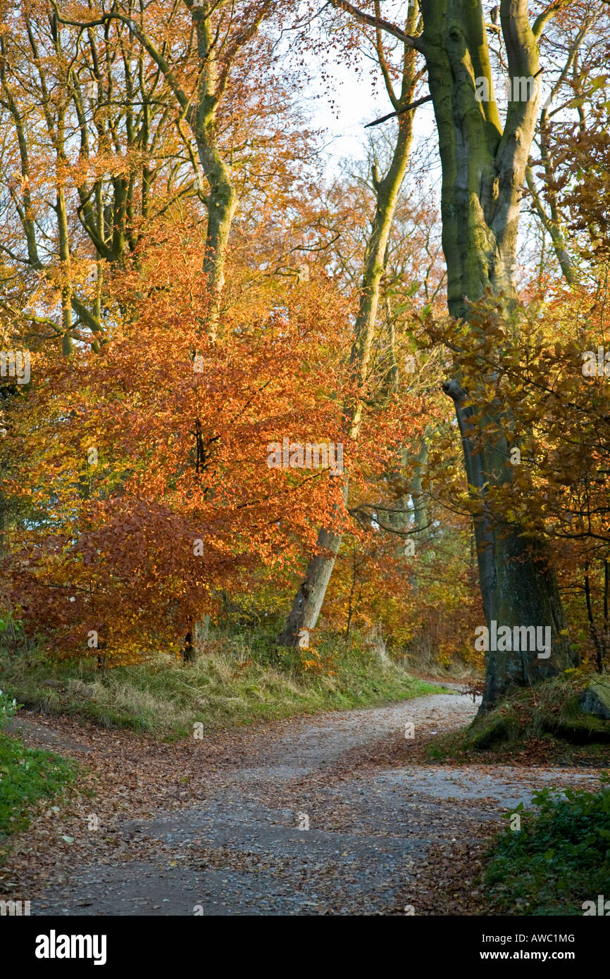 Autumnroads hi-res stock photography and images - Alamy